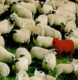 Life, Inspiration, and . . . a Red Sheep? – The Fictorians